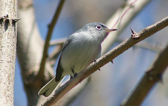 Eastern and Western Blue-gray Gnatcatchers – Earbirding