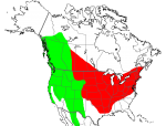 Identifying Eastern and Western Warbling Vireos – Earbirding