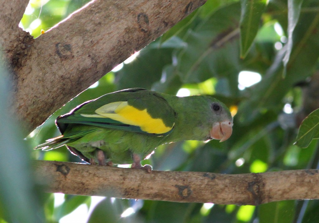 American Parakeets: Changing Tunes? – Earbirding